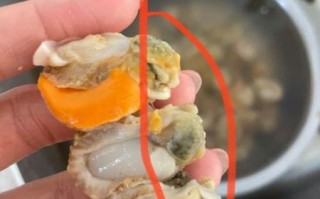 扇贝哪里不能吃_扇贝内脏怎么分辨