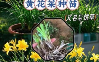 黄花菜怎么种_黄花菜种植时间