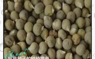 秋葵如何留种子_秋葵种子保存方法