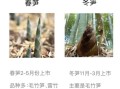 春笋和冬笋的区别_春笋和冬笋哪个更好吃