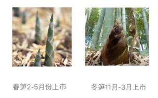 春笋和冬笋的区别_春笋和冬笋哪个更好吃