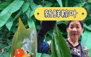 四川粽子叶是什么植物的叶子_四川包粽子用的粽叶学名