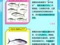金枪鱼种类有哪些_蓝鳍金枪鱼和黄鳍金枪鱼区别