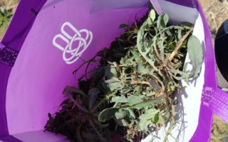 袋装山野菜怎么保存_袋装山野菜的做法大全 袋装山野菜怎么保存_袋装山野菜的做法大全