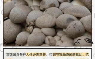 雪莲菌做酸奶的危害_自制雪莲菌酸奶安全吗