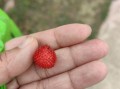 蛇莓果可以生吃吗_蛇莓果生吃安全吗