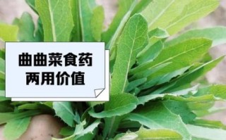 曲曲菜泡水喝的功效_曲曲菜泡水能天天喝吗