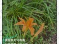 黄花菜怎么吃没毒_新鲜黄花菜去毒方法