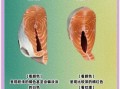 虹鳟鱼和金鳟鱼区别_哪个更好吃