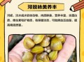 河蚬怎么读_河蚬的读音和营养价值