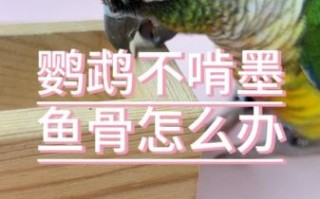 墨鱼骨怎么给鹦鹉吃_鹦鹉吃墨鱼骨的正确方法