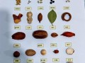 香料大全图解_香料名称及用途