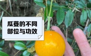 野生瓜蒌长什么样_野生瓜蒌图片大全