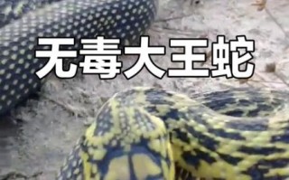 大王蛇图片大全大图_大王蛇有毒吗