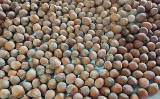 榛子的拼音怎么读_榛子营养价值高吗