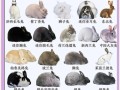兔子品种大全及图片_常见宠物兔有哪些