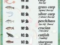 what_is_squirrel_mandarin_fish_how_to_cook_sweet_sour_squirrel_fish