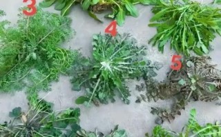 荠菜有几个品种_荠菜品种图片怎么区分