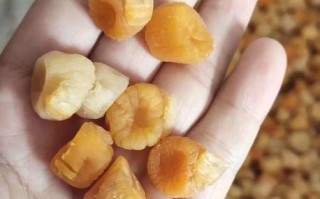 干贝是什么味道_干贝口感像什么