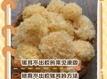 银耳为什么不能隔水炖_隔水炖银耳会出胶失败吗
