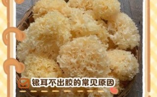 银耳为什么不能隔水炖_隔水炖银耳会出胶失败吗