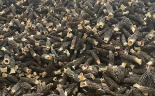 羊肚菌收购价格_多少钱一斤 羊肚菌收购价格_多少钱一斤