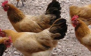 草鸡是什么意思_草鸡是哪里的方言