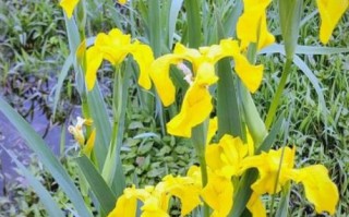 菖蒲图片大全_菖蒲品种怎么区分