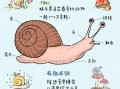 蜗牛养久了会认主人吗_怎么判断蜗牛认主人