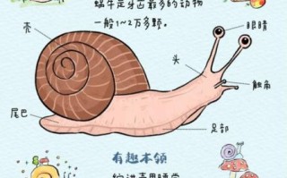 蜗牛养久了会认主人吗_怎么判断蜗牛认主人