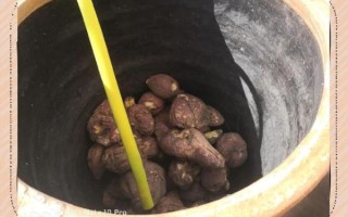 红薯怎么做成红薯粉_红薯粉制作方法