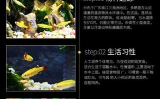 白云金丝鱼怎么养_白云金丝鱼能长多大