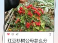 红豆杉图片大全大图_如何辨别真假红豆杉