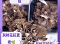 灰树花有什么功效与作用_灰树花禁忌人群有哪些