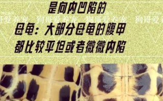 巴西龟长什么样子_巴西龟外形特征图解