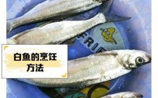 大白鱼图片_如何区分真假