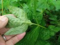 鸭儿芹图片长什么样_鸭儿芹和芹菜区别