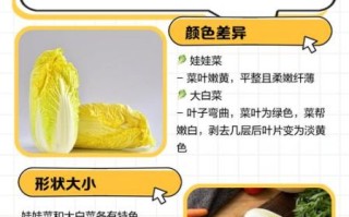 娃娃菜和大白菜的区别_哪个更营养