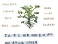 茵陈的功效与作用主要治什么病_茵陈泡水喝的禁忌
