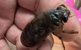 金蝉图片大全_金蝉长什么样