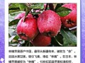 pineapple是什么意思_pineapple中文翻译