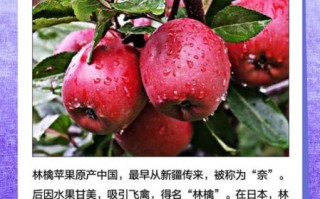 pineapple是什么意思_pineapple中文翻译