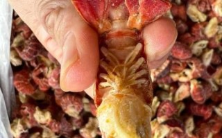 小龙虾尾怎么清洗_冷冻龙虾尾清洗方法