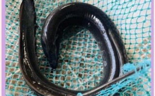 鲈鳗图片_如何分辨真假