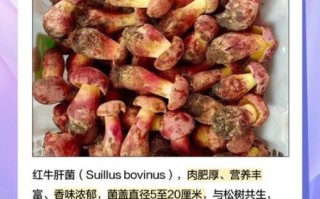 红乳牛肝菌有毒吗_怎么区分真假红乳牛肝菌