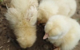 小鸡怎么养_小鸡不吃食怎么办