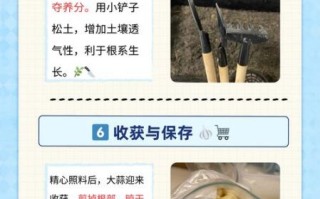大蒜什么时候种最合适_大蒜种植方法步骤详解