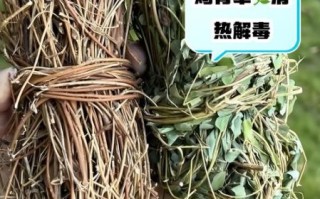 鸡骨草三种人不能吃_孕妇能吃吗