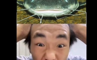 鲶鱼国宝打架_为什么打