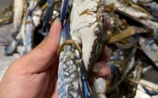 蓝花蟹多少钱一斤_蓝花蟹价格行情